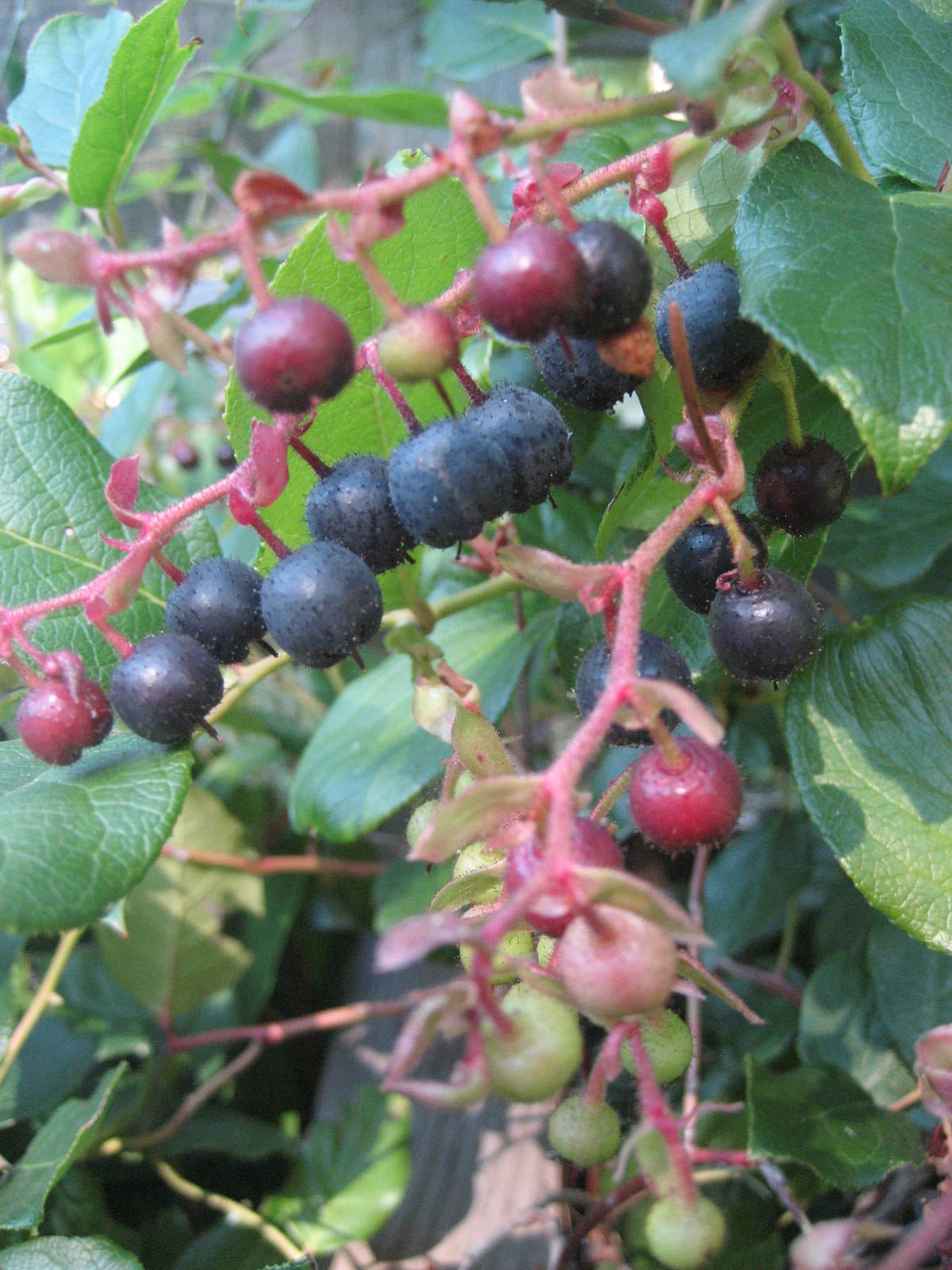 eating it real: Salal berries and Blackberries