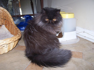 image de chat persan noir