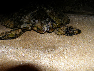 Bounty Divers - Norfolk Island: Sick turtle Norfolk Island