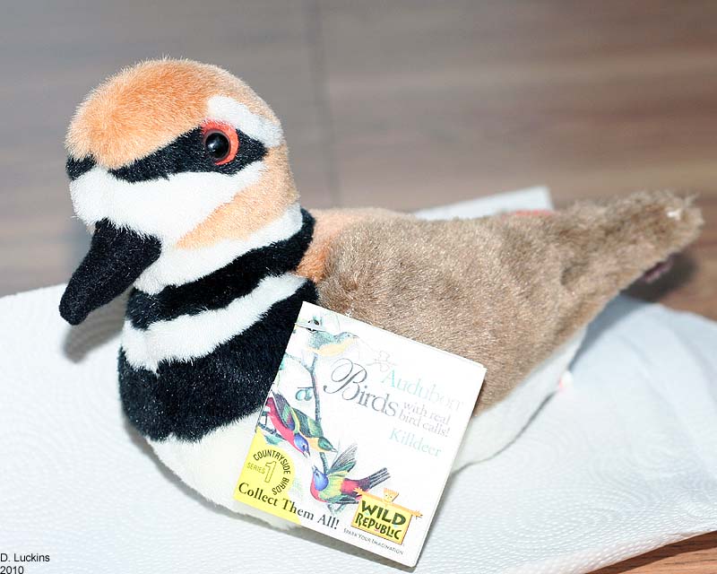 Killdeers, Phoebes and Finches (and Ducks!): Why I love Killdeer