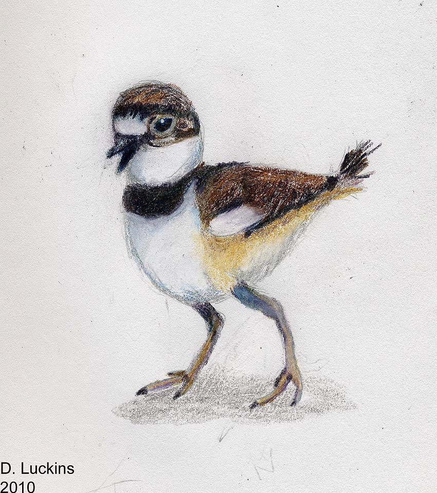 Desert Darlene's Art and Photo Blog: Killdeer Chick