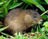 Comunidad Misionera Virgen de Guadalupe: REFLEXION: Más audaces que el cuis