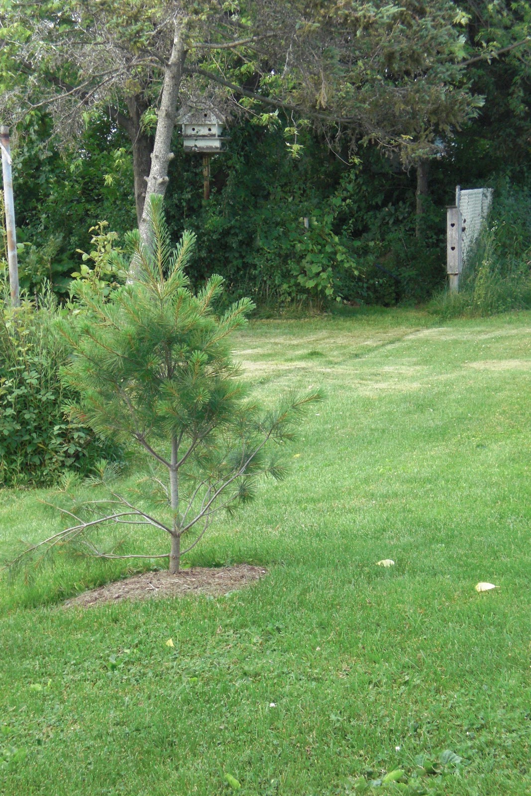 The Violet Fern: Going Native: Eastern White Pine