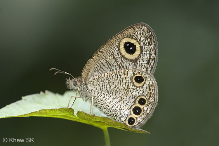 Butterflies of Singapore: Observation Notes on the Variability of the ...