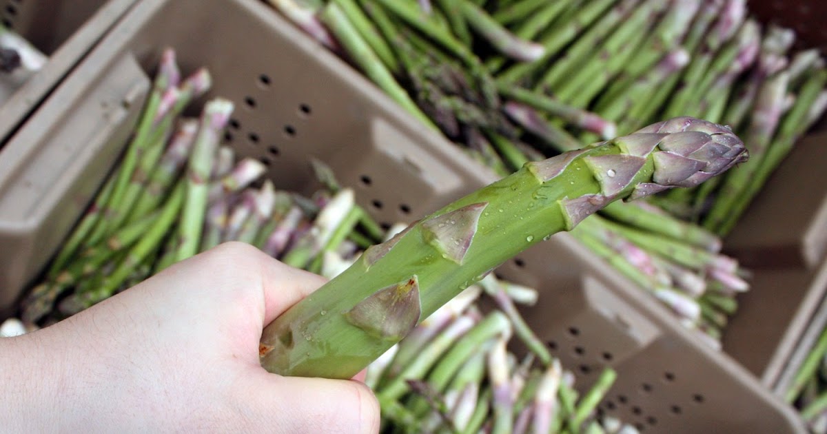 Hungry Cravings: Yields 2 to 4 Servings