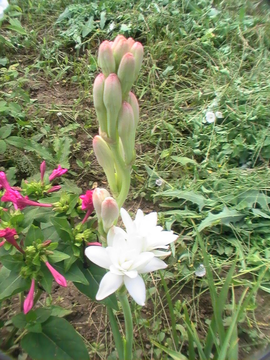 GradinaPasiuneaMea: Tuberoze-Polianthes