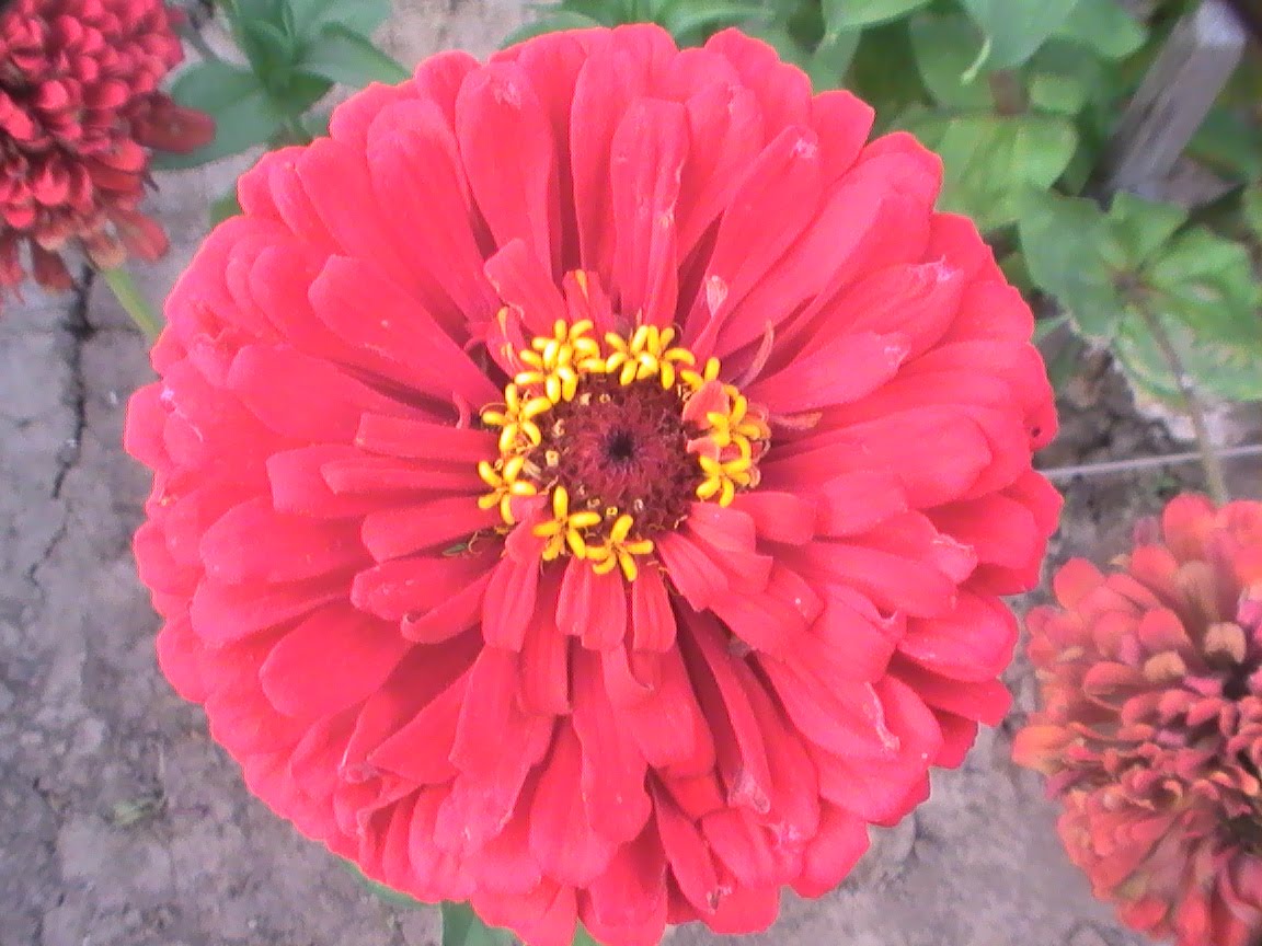 GradinaPasiuneaMea: Printre flori de August