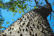 Registrando la Luz: Hector Rondón Lovera (1933-1984)