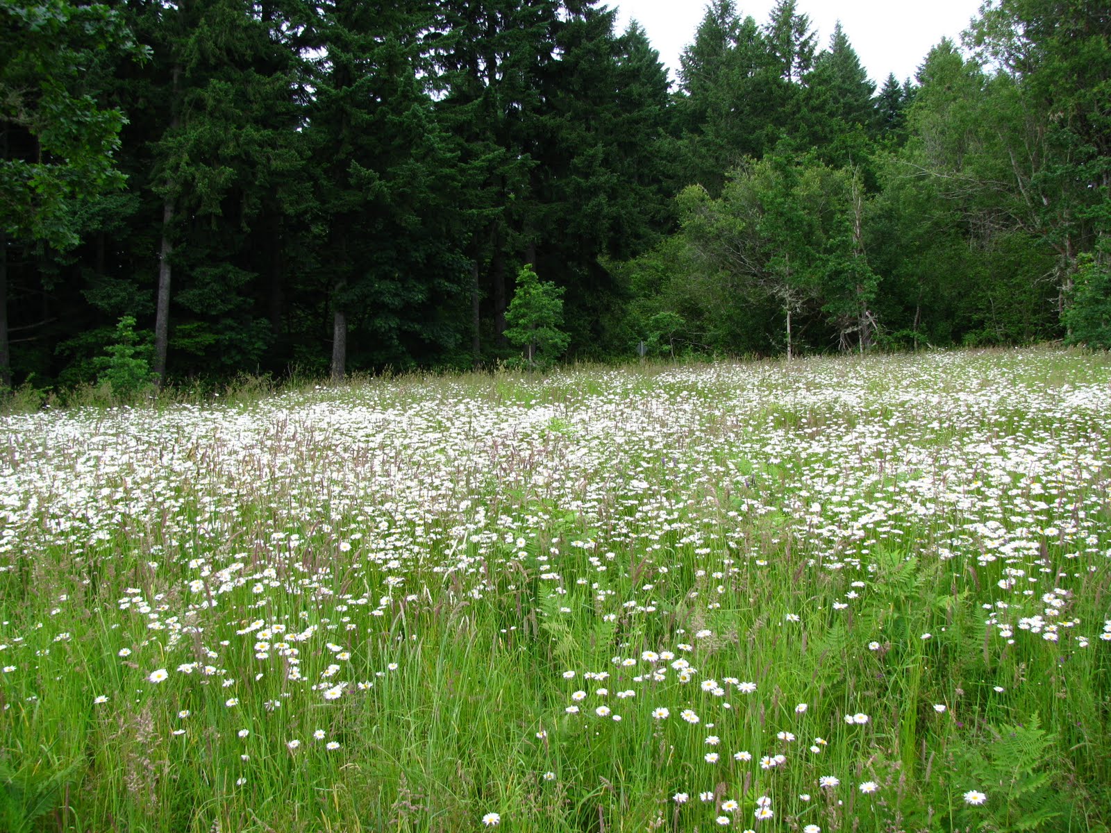 The Abandoned: Field of Daisies - Dark Mysteries