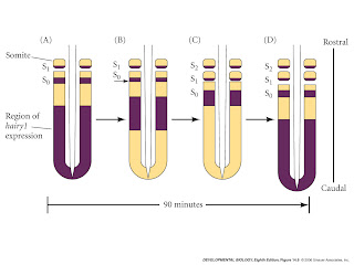 Science Explained: Somites and the Timing of Development