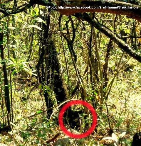 Frontiers of Zoology: Donde estaba el Duende