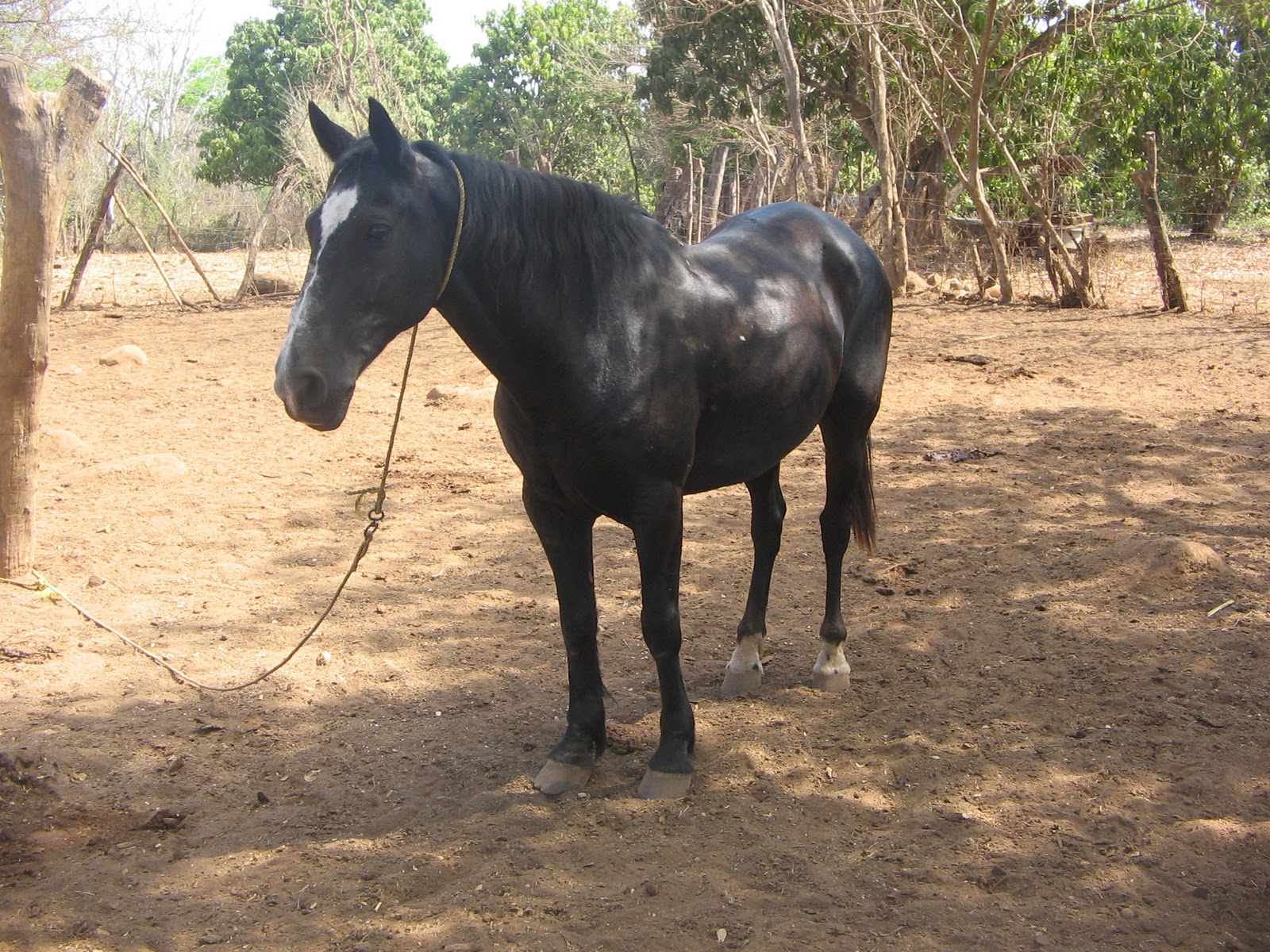 Las Palmas Rancho Organico y Ecologico: LA FAUNA EN EL RANCHO