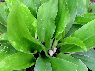 Traditional indian medicine.அகஸ்தியர் சித்த வைத்திய நிலையம்: August 2009