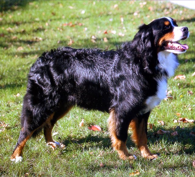 Aventuras a cuatro patas: El suizo Boyero bernés