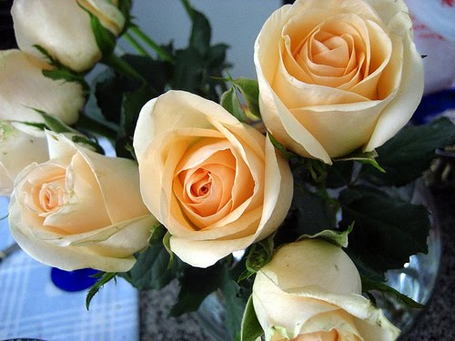 FLORILANDIA: SEIS ROSAS CHAMPAGNE