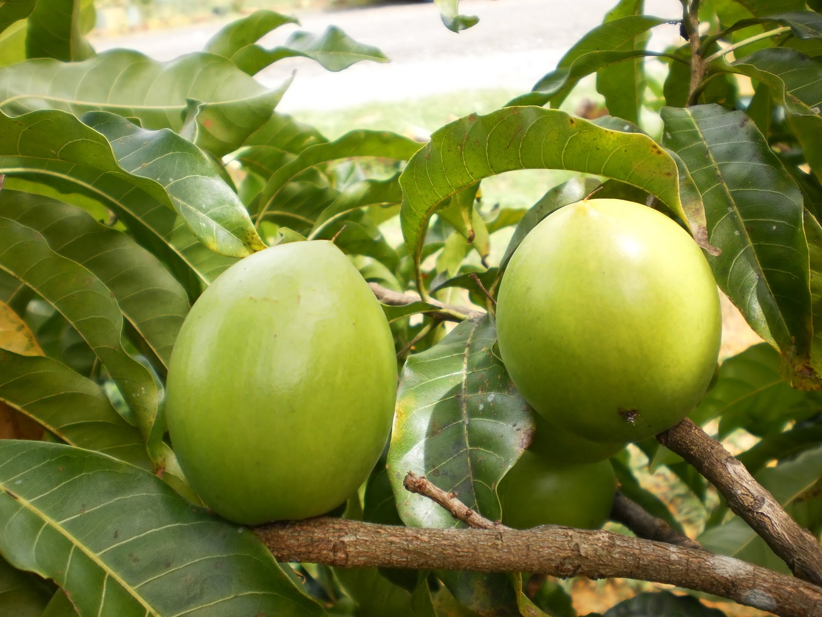 DARI BICARA HATI YANG PALING TULUS....: ABIU OH ABIU..I LOVE U..