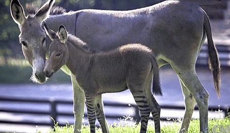 Rare and Astonishingly Adorable Zedonk Pippi