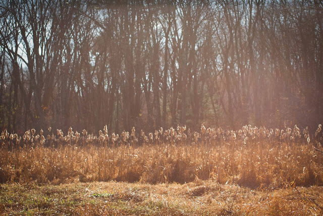 Crystal Busby Photography: fall field