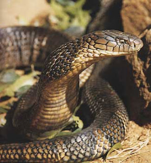 Ana Flavia Borges: As cobras venenosas