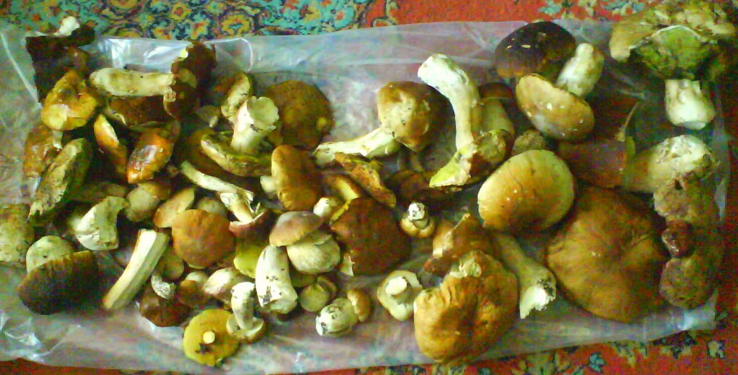 La ciuperci: Hribi (Boletus edulis) - *** - poze