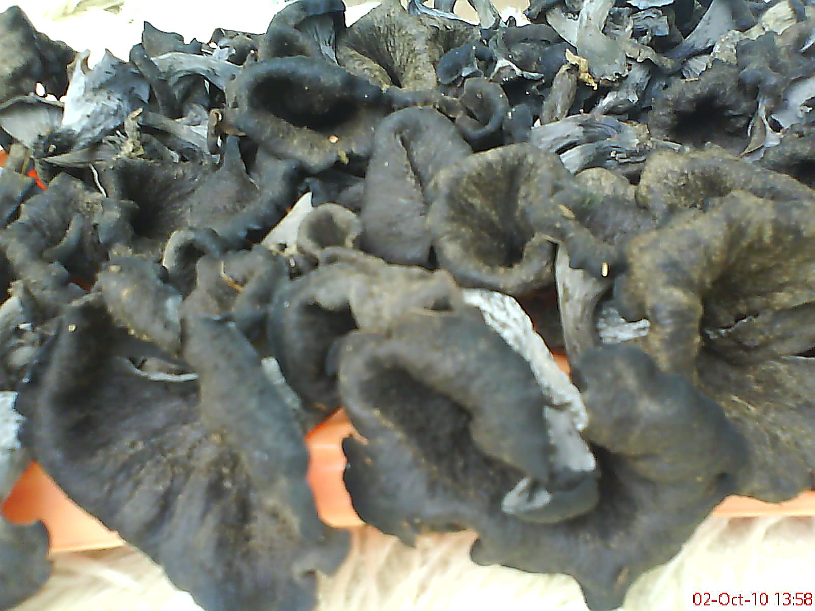 La ciuperci: Trimbita piticului (Craterellus cornucopioides) - *** poze