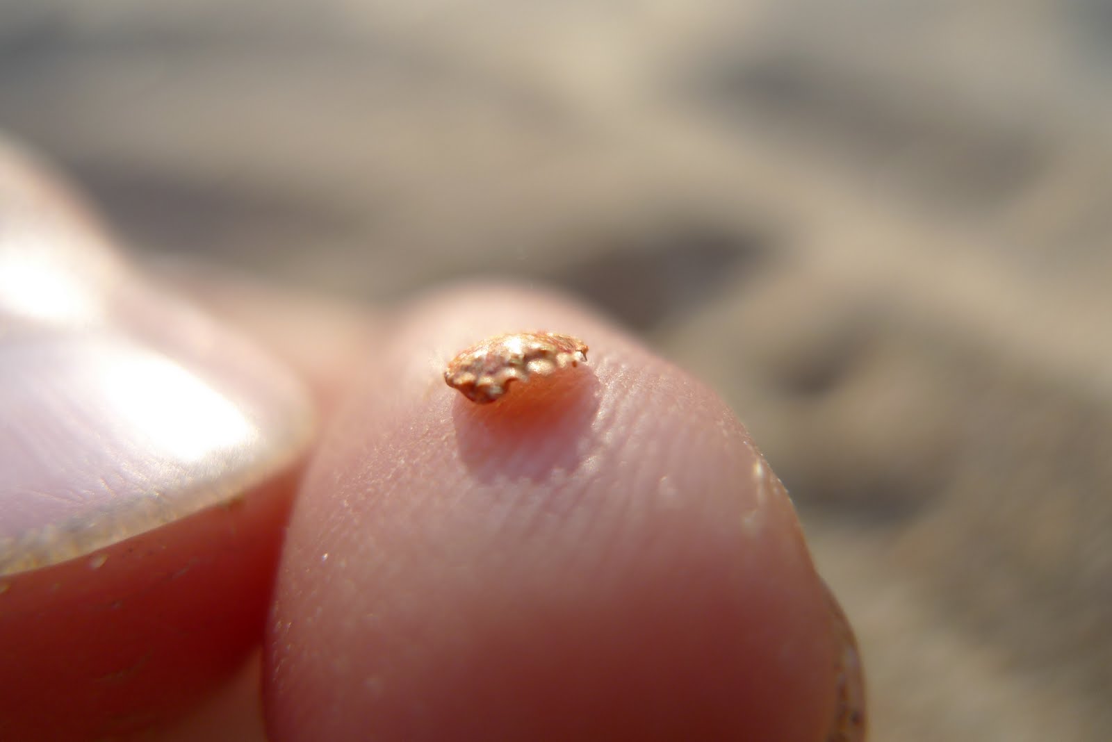 l'Afrique du Sud ici je viens: Worlds smallest crab?