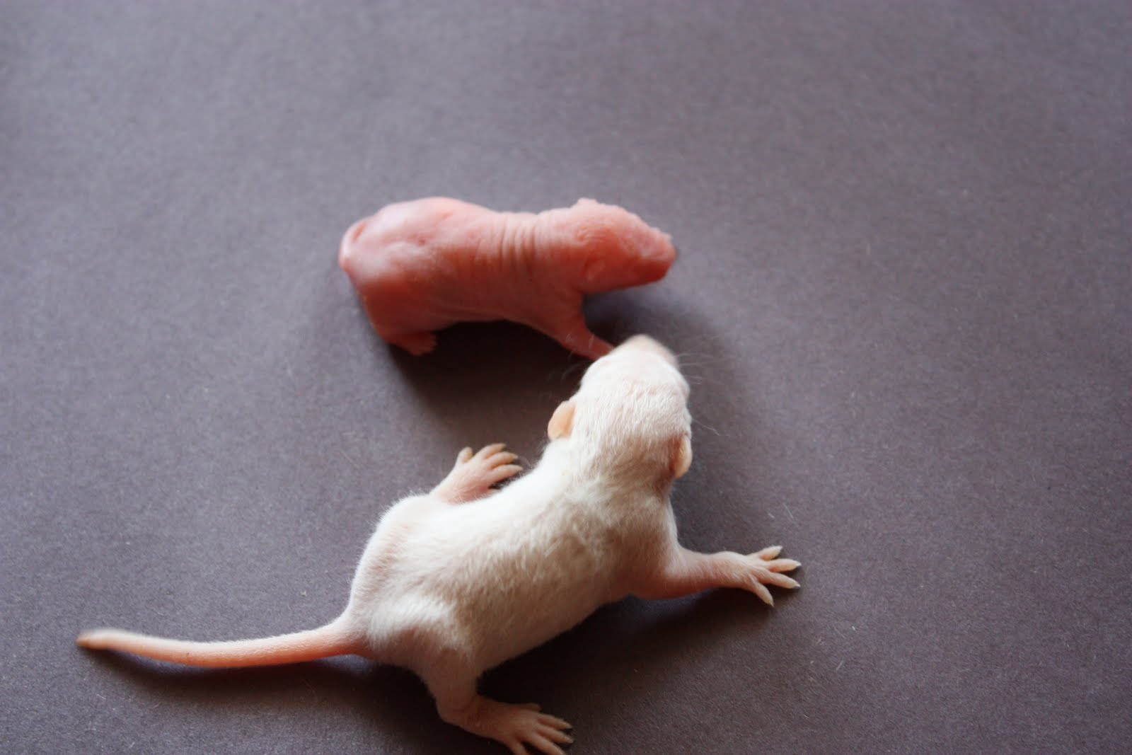 Uncommon Sense: Here are rat, there 8 rats, soon more rats