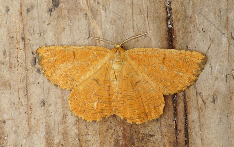 Axe Birding: The Future's Bright, The Future's Orange