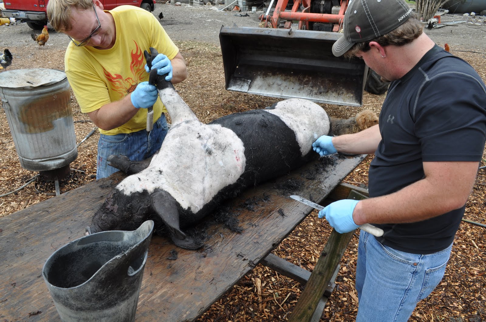 meat: Question from email: How to scald and scrape a pig