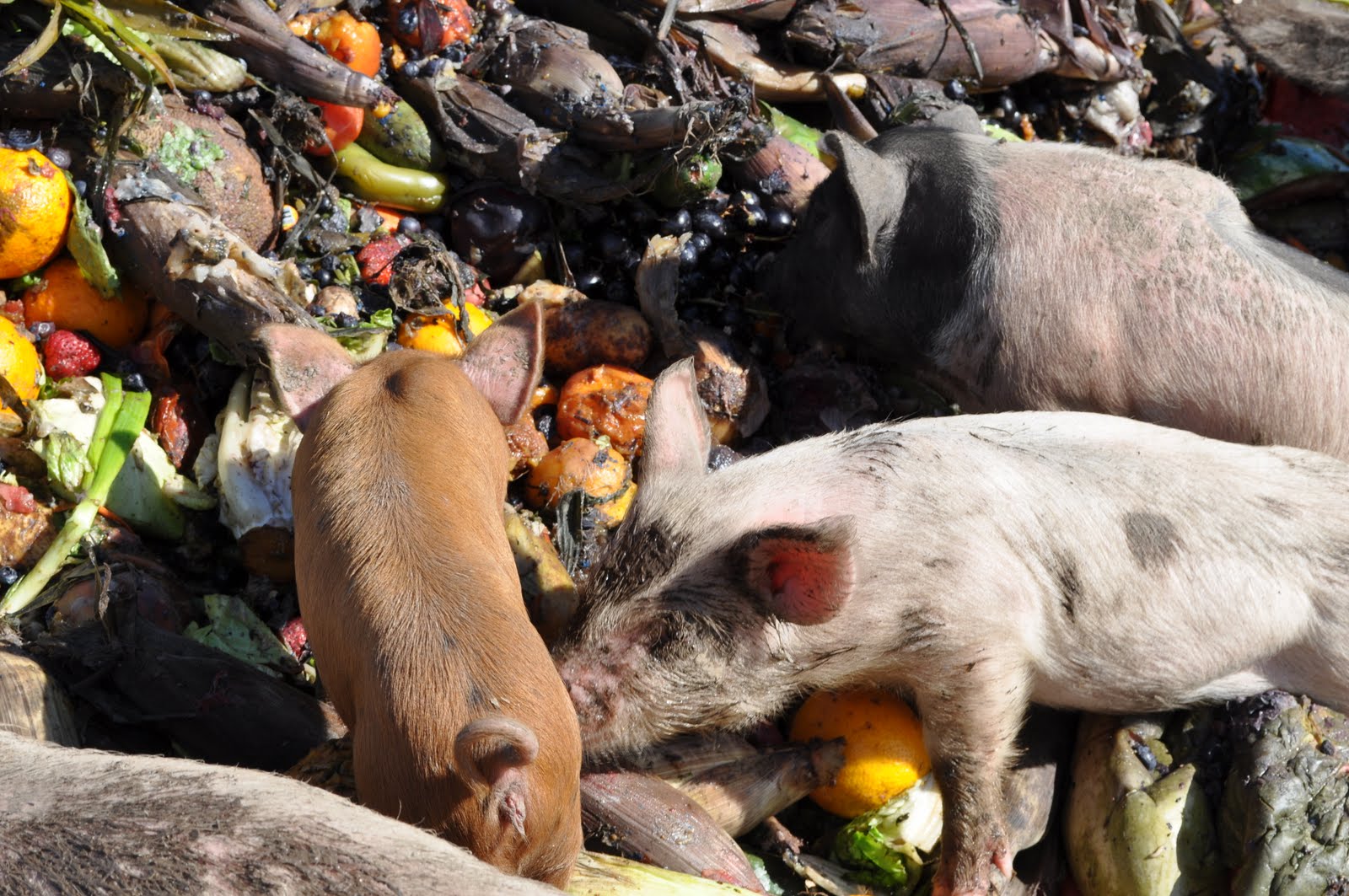 meat: pigs eating produce.