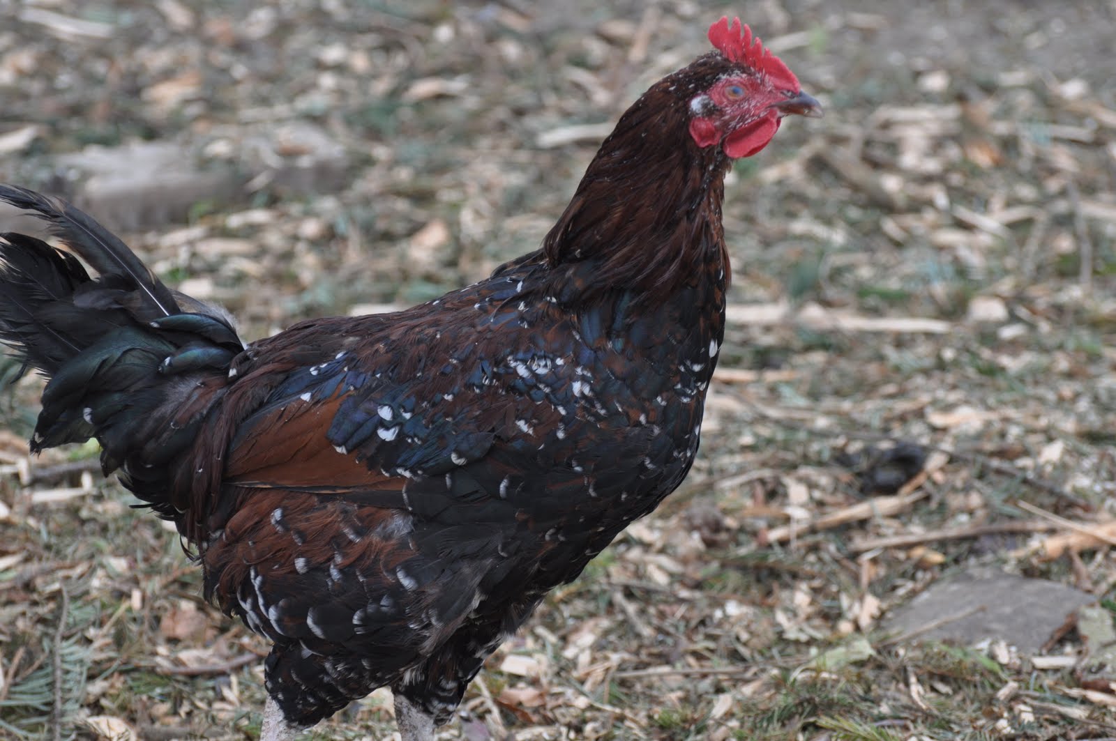 meat: Heritage roosters