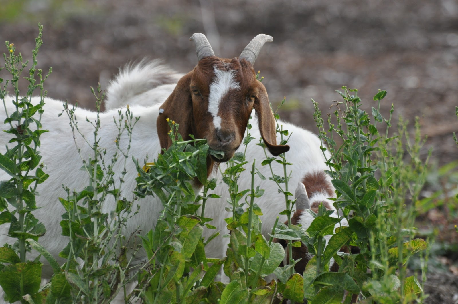 meat: New arrival at the farm: Boer goats