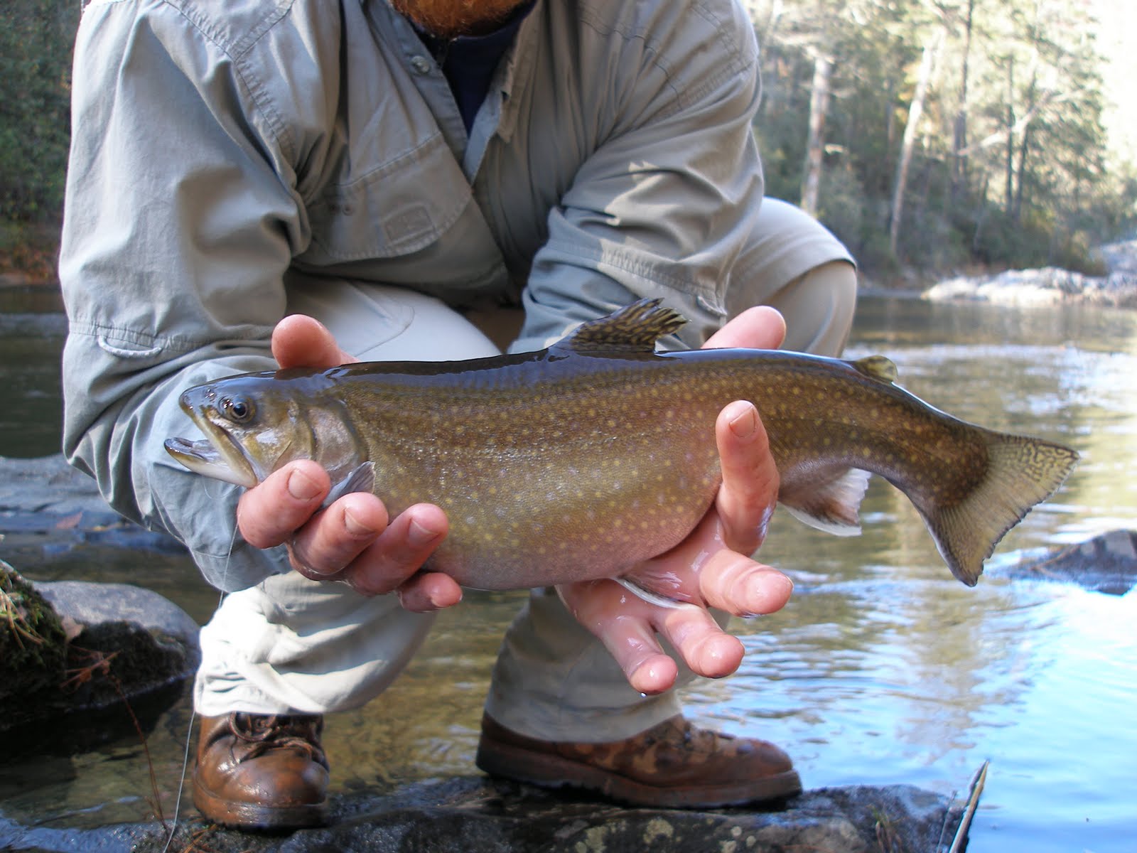 Fishing with Marcus: Big Brook Trout
