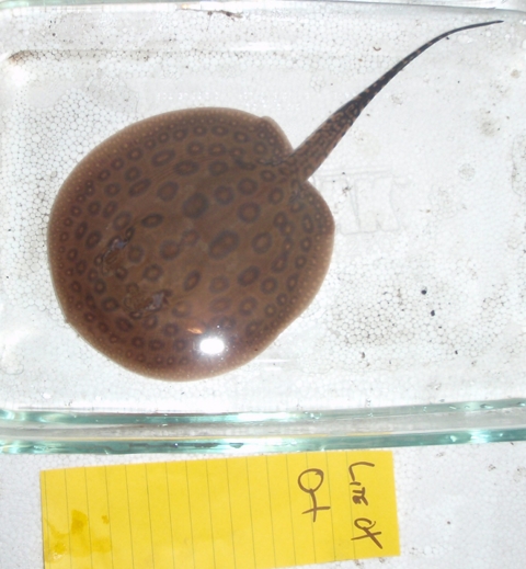 Center for Stingray Biology: Newborn Pearl Rays from a few months ago