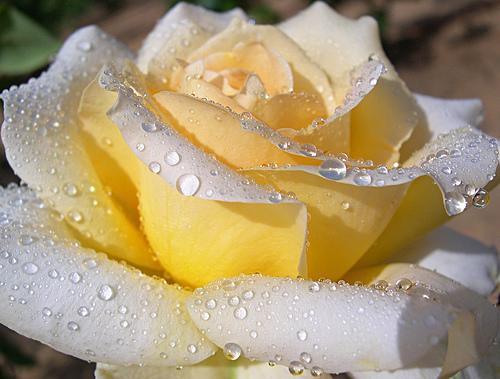 Welcome: Art ~ White Rose With Water Droplets
