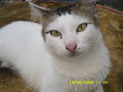 KUCING KAMPUNG @ MALAY CATS (KUCING MALAYSIA)