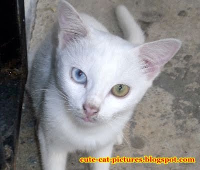 Cute Cat Pictures: White Cat With Two Eye Colors