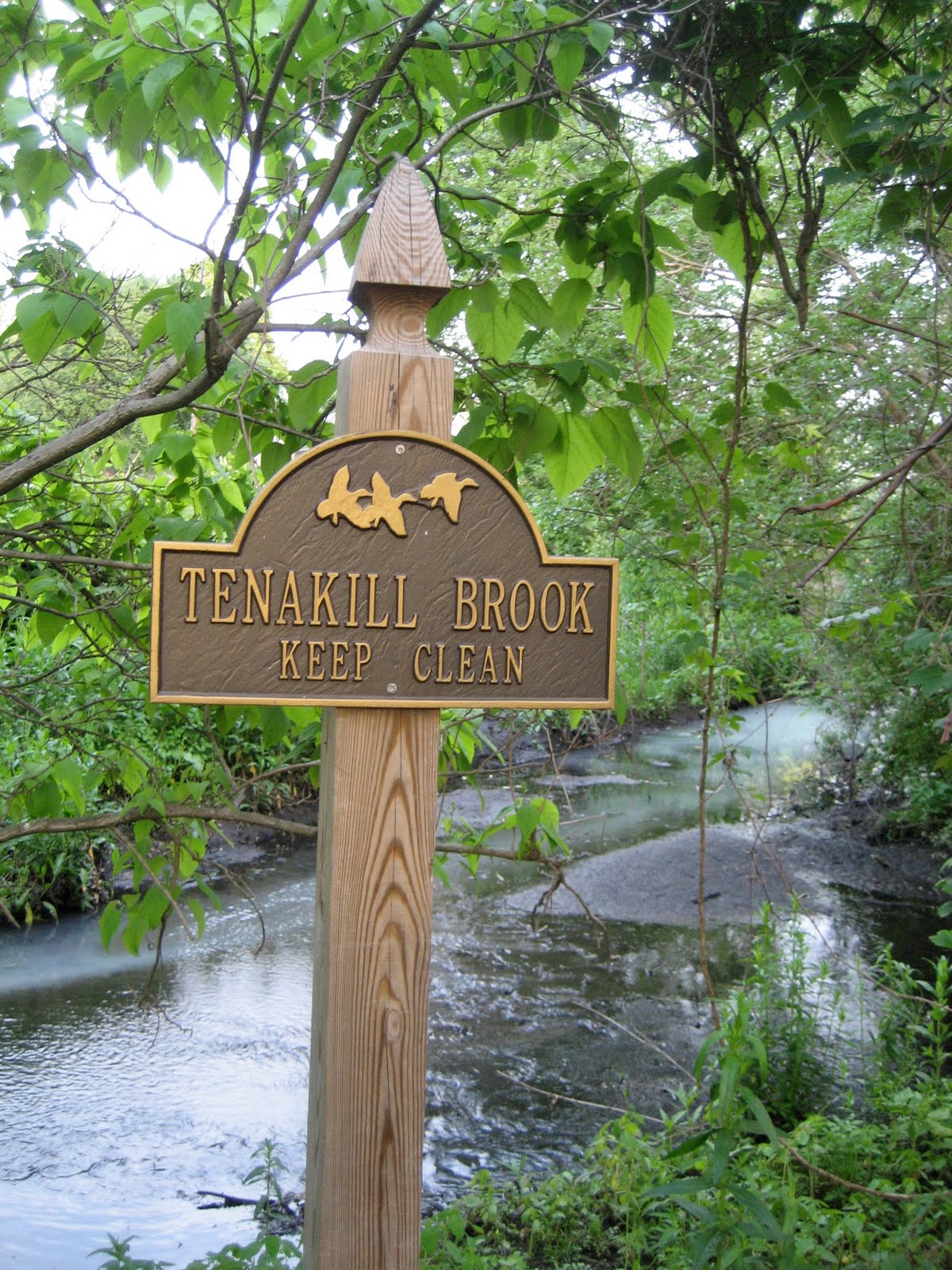 Susan Rosen Pics: Pollution in Tenafly, New Jersey: Tenakill Brook, May ...