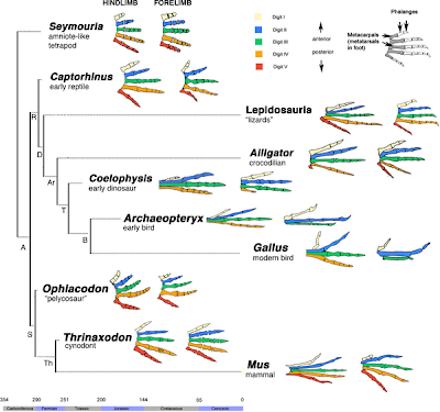 Visualizing Evolution