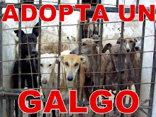NOBLE GALGO: "POTRO, PERRO FAMÉLICO".
