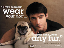 NOBLE GALGO: "POTRO, PERRO FAMÉLICO".