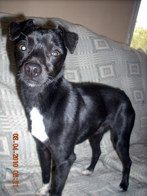 NOBLE GALGO: RATONERO PERDIDO EN ZARAGOZA.