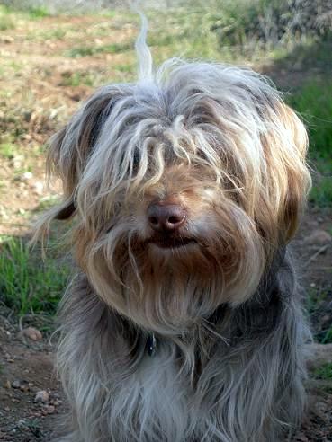 NOBLE GALGO: Robin, simpático perrito 4.5-5 kgs. 3.5 -4 años. Encantador‏