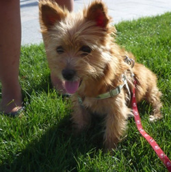 NOBLE GALGO: URGENTE. Perrita yorkshire necesita adopción/acogida.