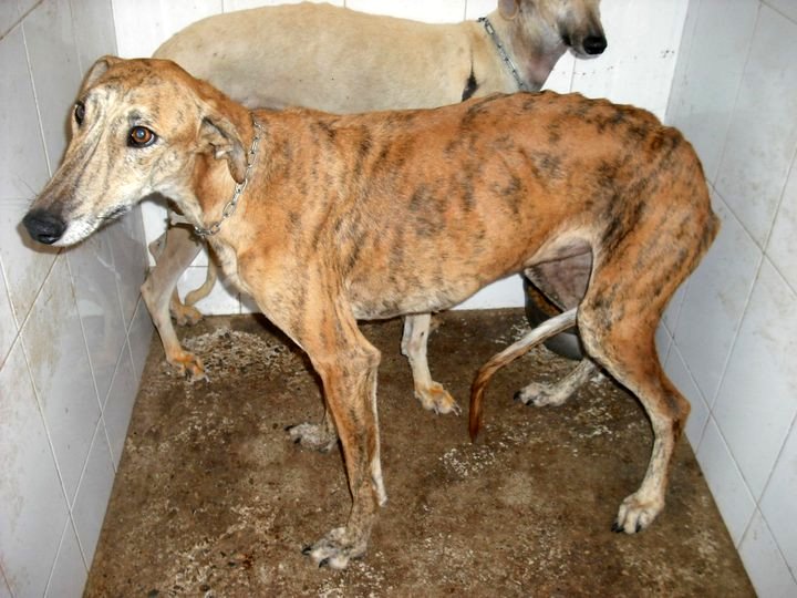 NOBLE GALGO: Entrada de galgos nuevos en la perrera de Jerez ...