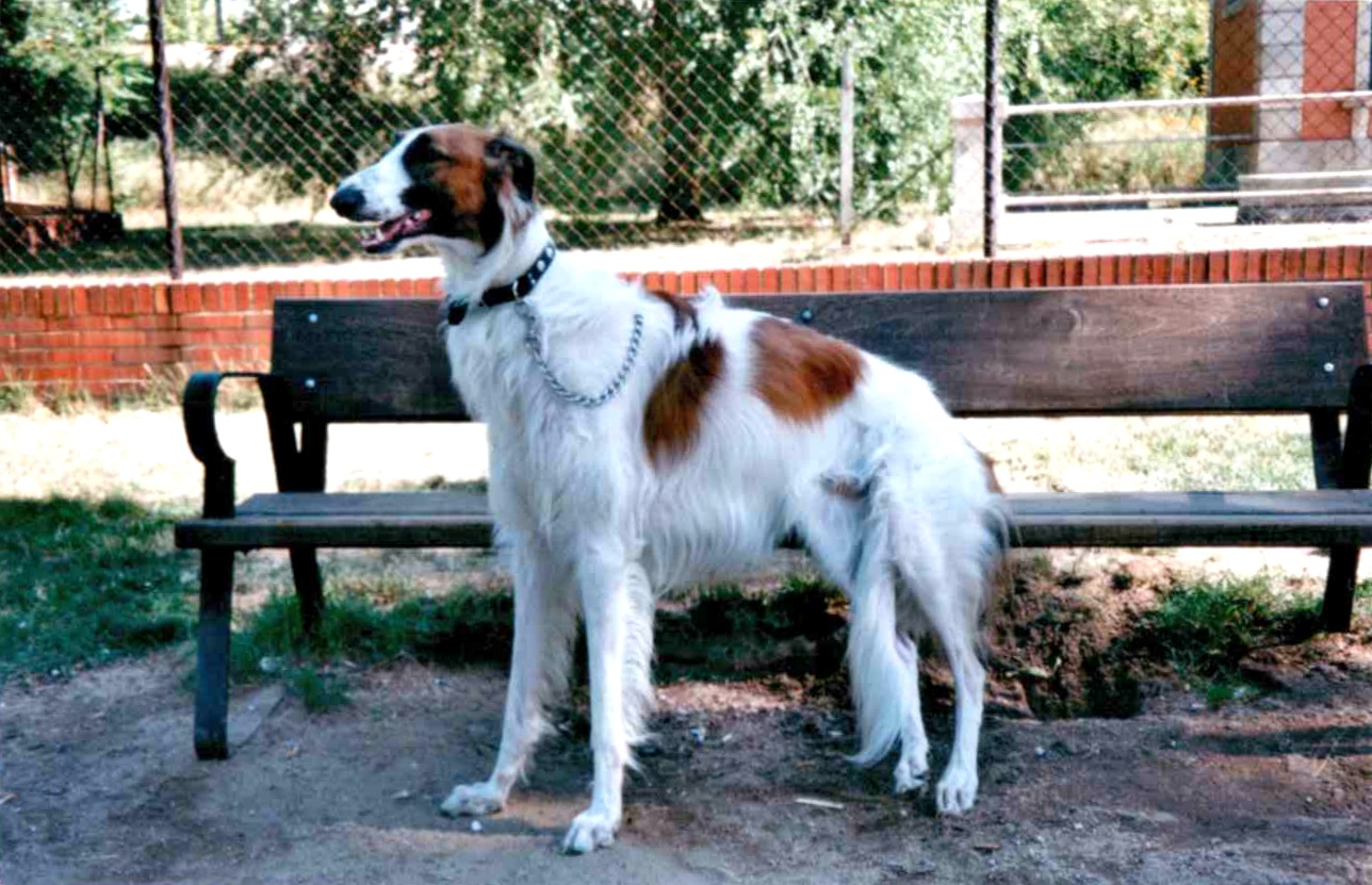 Mis galgas, yo y the ruby slippers: A quien corresponda: ¿Podría ...