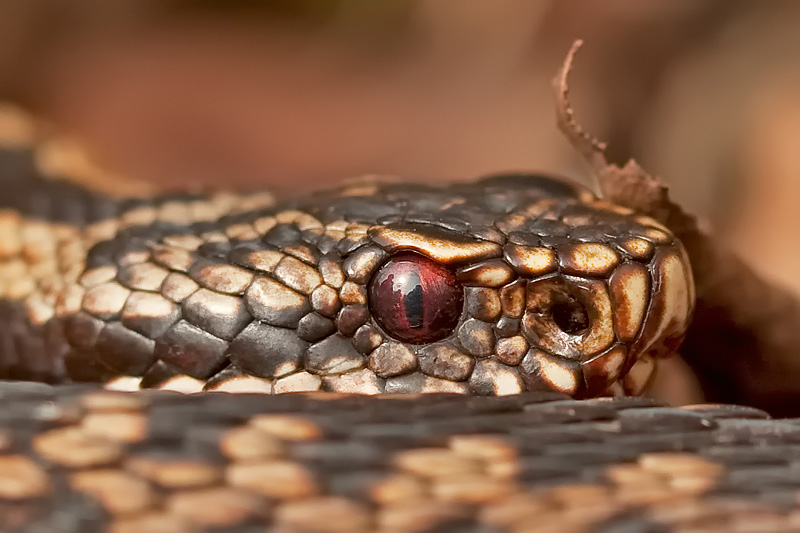 Dutch Nature Photography: Adder memories