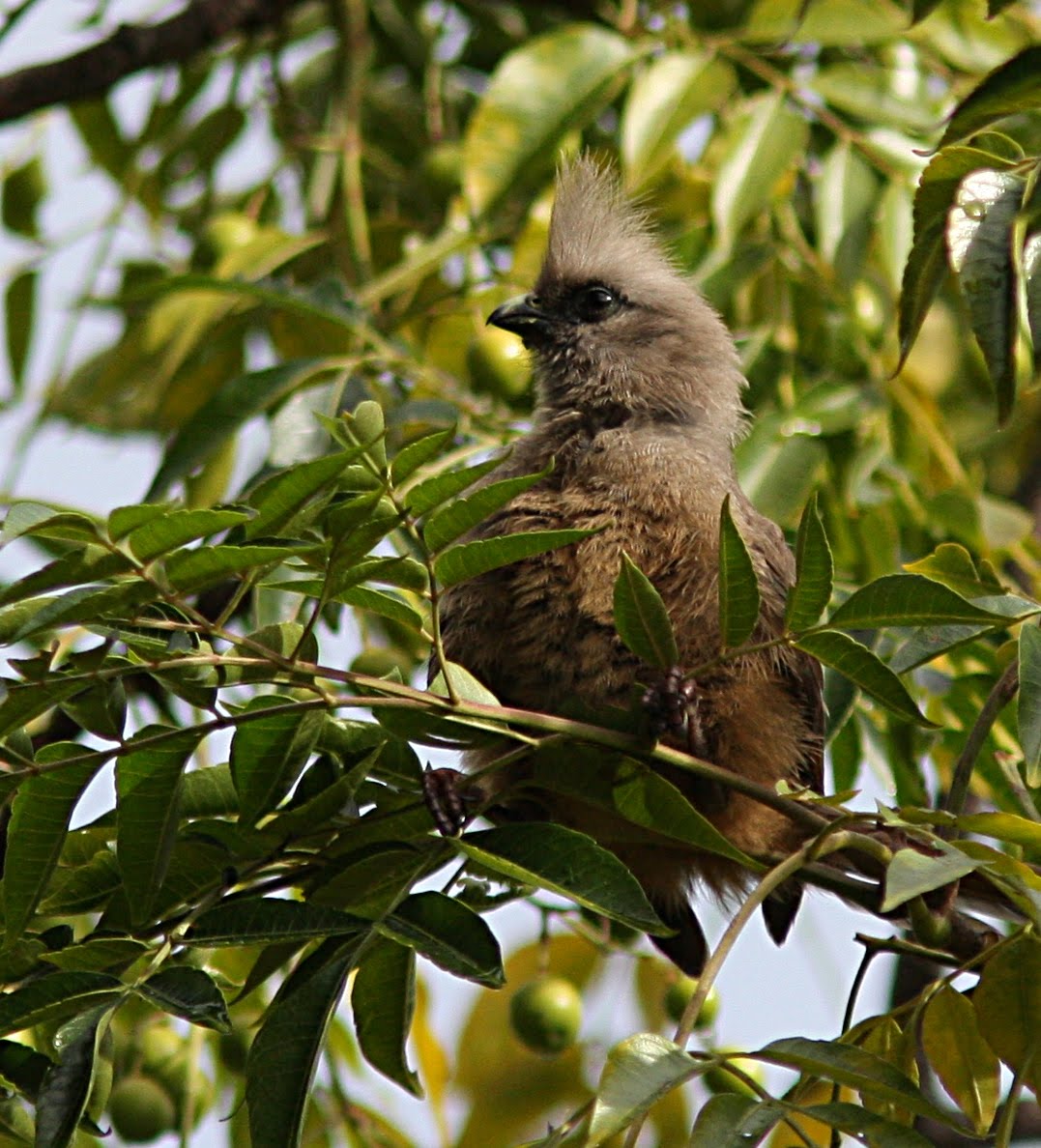 Johannesburg Wildlife & Birding: Red-faced Mousebird