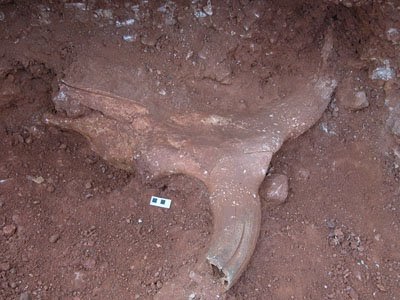 JOSEMI TOROS: FOSIL DE UN URO