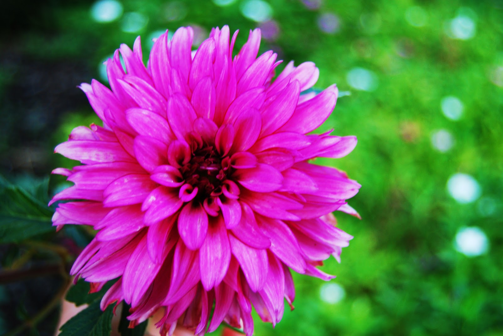 November Flowers 2010